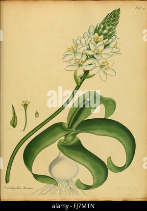 The botanist's repository, for new and rare plants (Pl. 69) (9321825684 ...