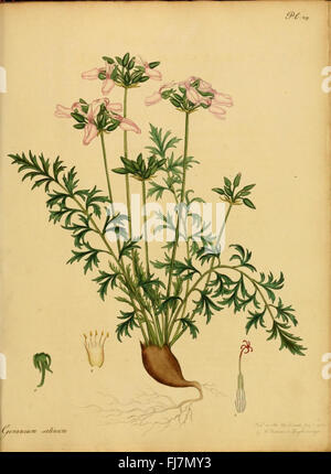 A botanical reference for newly discovered and rare plant species ...