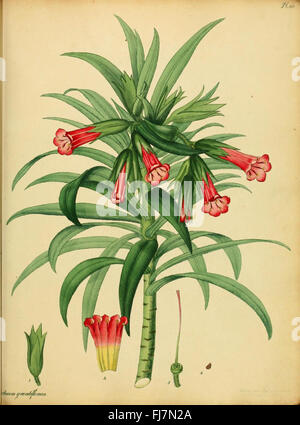 Botanical illustration showcasing newly discovered and lesser-known ...