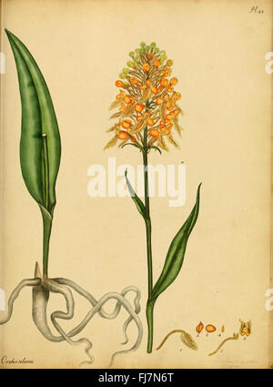 A botanical illustration from 'The Botanist's Repository', showcasing ...