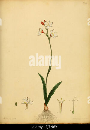 A botanical reference for newly discovered and rare plant species ...