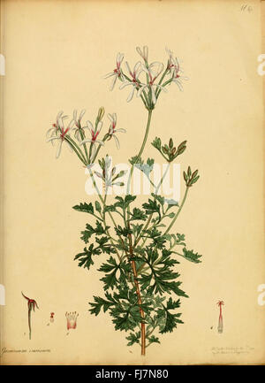 A botanical work featuring new and rare plant species, offering ...