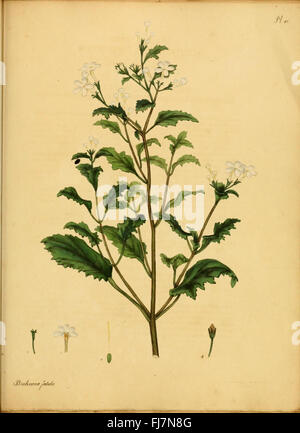A botanical reference documenting rare and newly discovered plants ...