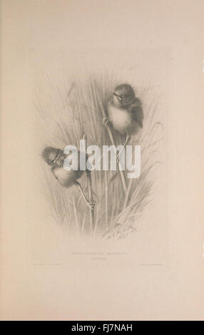 A study on the British warblers, focusing on various species of small ...