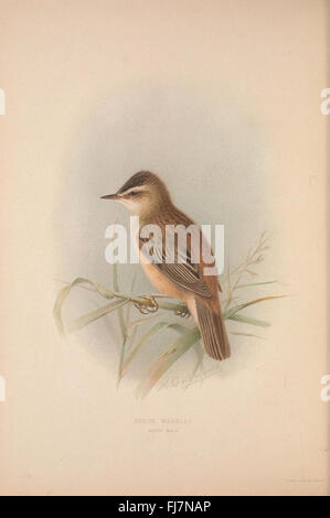 Illustration of British warblers from the Sylviidae family, part of a ...