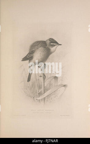 Illustration of British warblers from the Sylviidae family, part of a ...