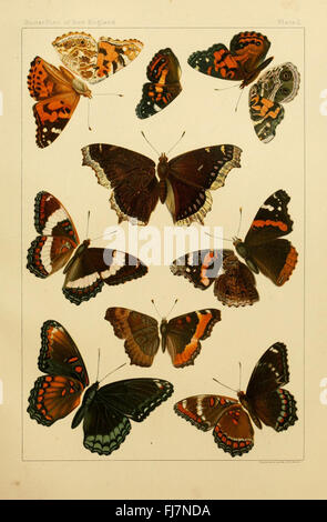 This guide to the butterflies and moths of New England identifies ...