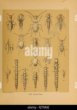 The Cave Fauna of North America (Pl. IV), Cave Animals, North America ...