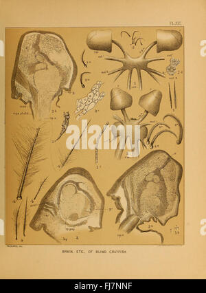 A study of cave-dwelling animals in North America, highlighting unique ...