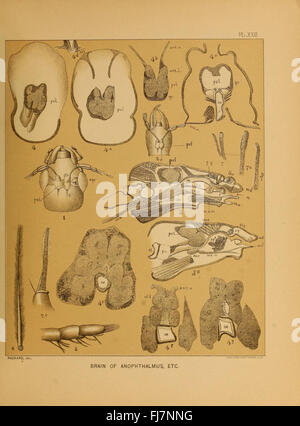 The Cave Fauna of North America (Pl. IV), Cave Animals, North America ...