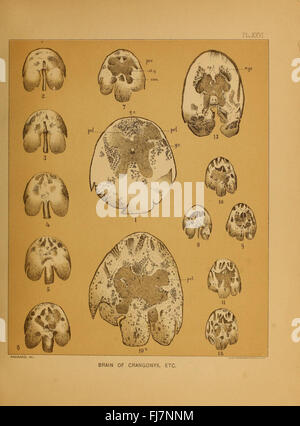 A study of cave-dwelling animals in North America, highlighting unique ...