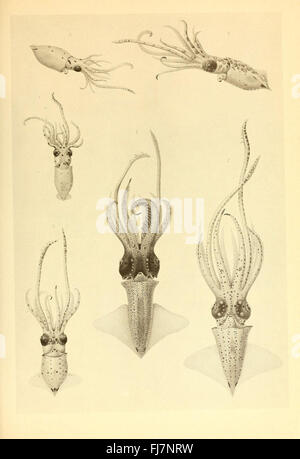 An illustration of cephalopods, focusing on various species of squid ...