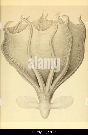 An illustration of cephalopods, showcasing various species of marine ...