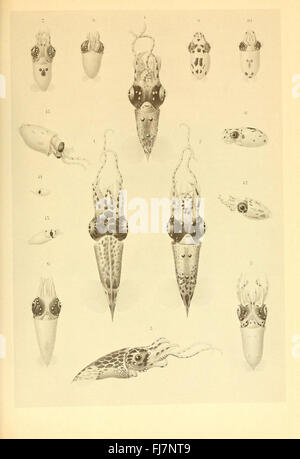 Illustration of various cephalopod species, plate LXXXIII, an in-depth ...