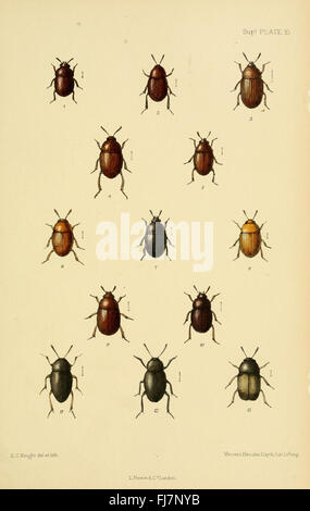 A comprehensive study of beetle species in the British Isles ...