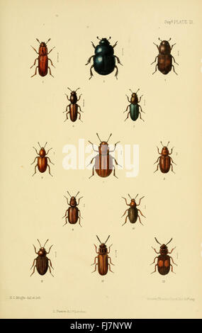 Detailed study of beetle species native to the British Isles, including ...
