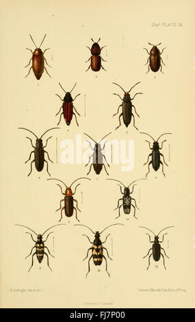 Beetles, British Isles, entomology, Coleoptera species, insect ...