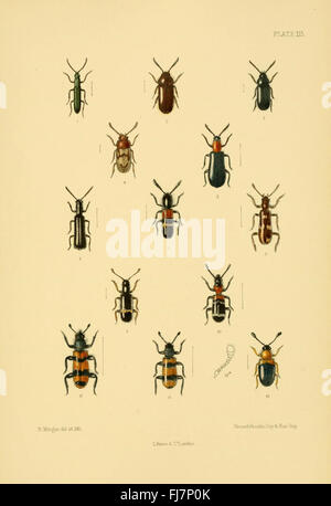 An entomological study and illustration of beetles native to the ...