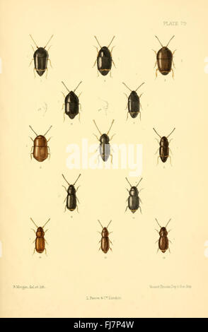 The Coleoptera of the British Isles is a collection of beetle species ...