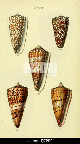 The conchological illustrations or, Coloured figures of all the ...