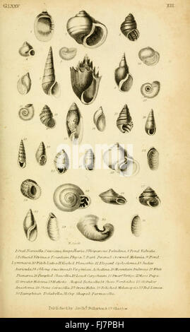 A guide for the identification and classification of mollusks and ...