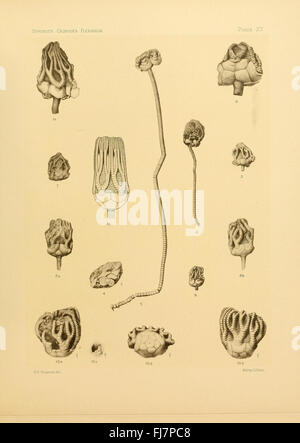 A paleontological study of fossilized flexible crinoids, detailing ...