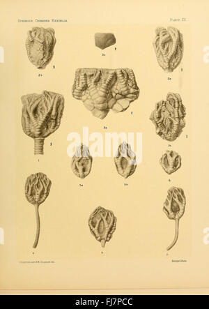 The Crinoidea flexibilia - A paleontological study of the flexible ...