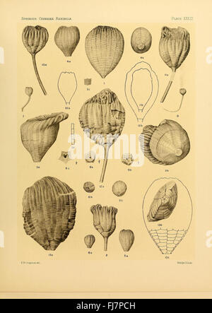 A study on the flexible crinoids, an extinct group of marine ...