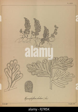 A botanical study of ferns, featuring both British and exotic species ...