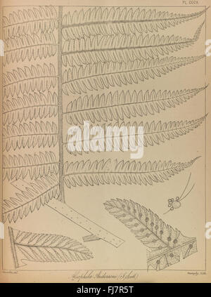 The ferns of British India (PLATE CCCX) (8530453503 Stock Photo - Alamy