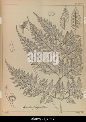 An illustration of ferns native to British India, providing valuable ...