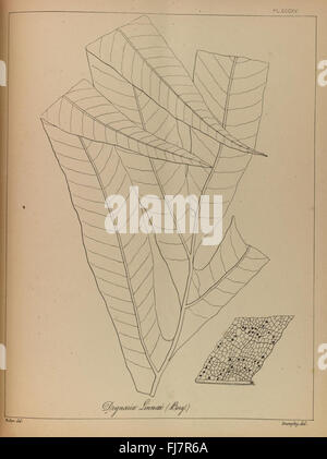 India, Missouri Botanical Garden, Peter H. Raven Library, Pteridophyta ...