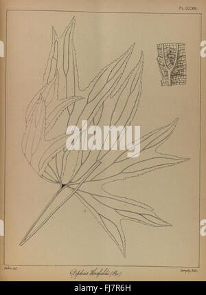 India, Missouri Botanical Garden, Peter H. Raven Library, Pteridophyta ...