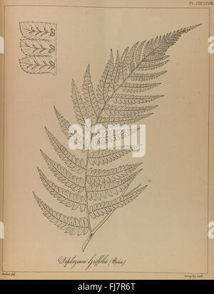 An illustrated guide to both native British ferns and exotic species ...