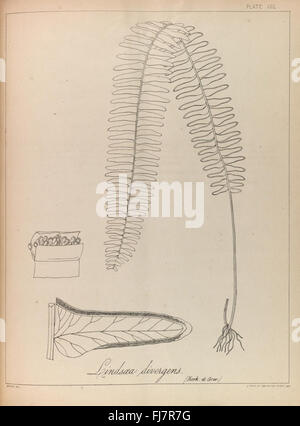 Ferns, British and exotic, pteridophytes, botanical research, 1856 ...