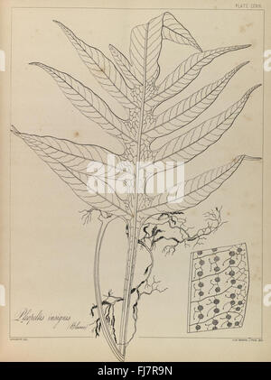 The ferns of British India Stock Photo - Alamy