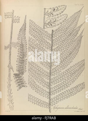 An illustration of ferns native to British India, providing valuable ...