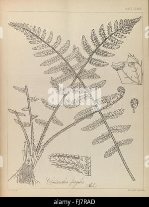 The Ferns of British India: An Illustrated Guide to Indian Pteridophyta ...