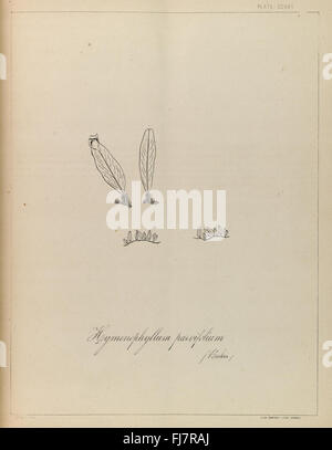 The ferns of British India (PLATE CCXXV) (8530418363 Stock Photo - Alamy