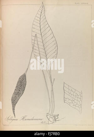 A botanical study of the ferns found in British India, including ...