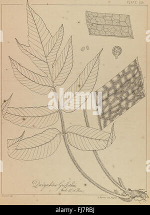The ferns of British India, India, Missouri Botanical Garden, Peter H ...