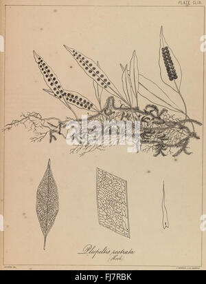 The ferns of British India, part of the Missouri Botanical Garden ...