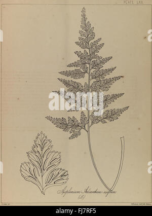 The ferns of British India, part of the Missouri Botanical Garden ...