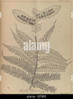 An illustrated guide to both native British ferns and exotic species ...