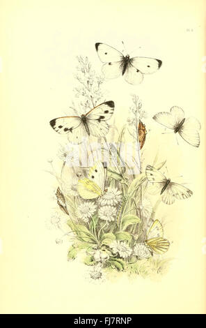 The Genera and Species of British Butterflies, a comprehensive work on ...