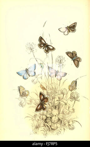 An educational guide to insect identification and classification Stock ...