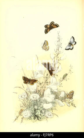 The Genera and Species of British Butterflies, a comprehensive work on ...
