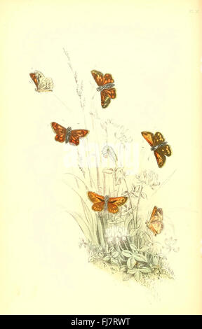 Lepidoptera, butterflies, butterfly classification, species ...