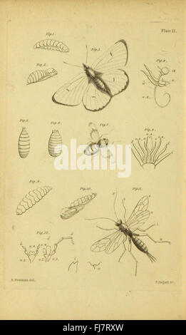 A detailed entomological guide on insect characteristics, based on the ...