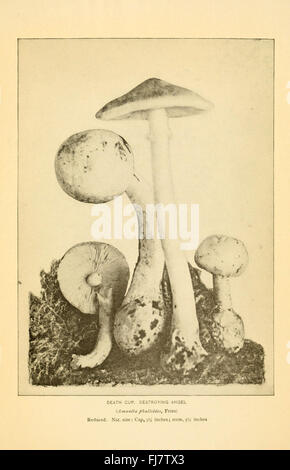 This guide to mushrooms focuses on the identification of common fungi ...